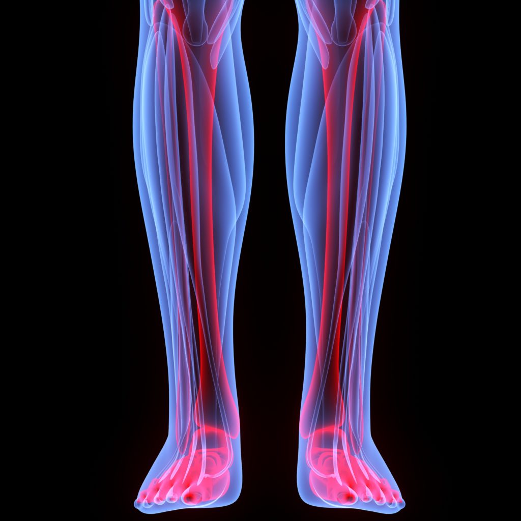 Human Leg Joints With Muscles Dott Massimo Rossato